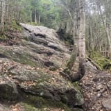 Franconia Brook Trail, New Hampshire - 252 Reviews, Map | AllTrails