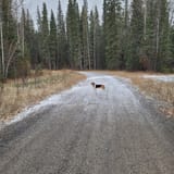 Nordegg Rail Trail, Alberta, Canada - 29 Reviews, Map | AllTrails