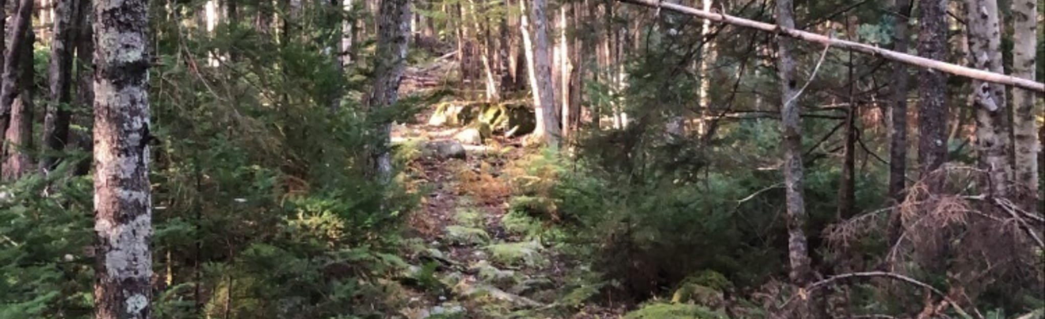 Fall River Forest Path | Map, Guide - Nova Scotia, Canada | AllTrails