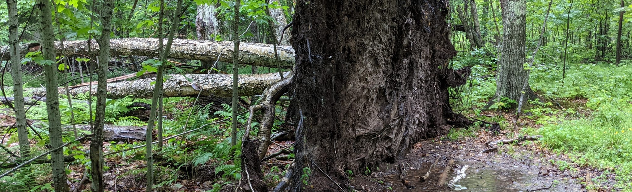 Big Bay Point Loop Trail: 46 Reviews, Map - Wisconsin | AllTrails