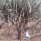 Wonderboom Hiking Trail, Gauteng, South Africa - 129 Reviews, Map ...