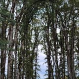 Irish Bend Covered Bridge, Oregon - 244 Reviews, Map | AllTrails