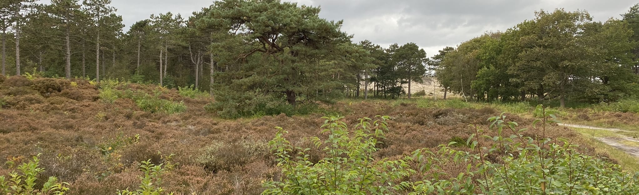 Schoorlse Duinen Rondje Bos: 73 foto's - Noord-Holland, Nederland ...