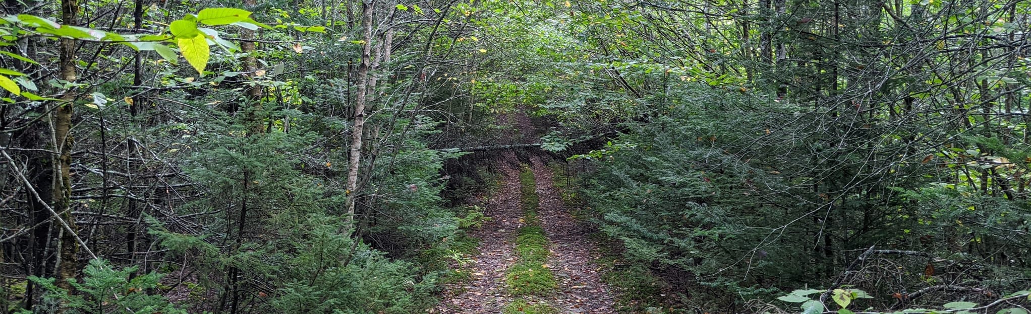 Mill Lake Forest Loop | Map, Guide - Nova Scotia, Canada | AllTrails