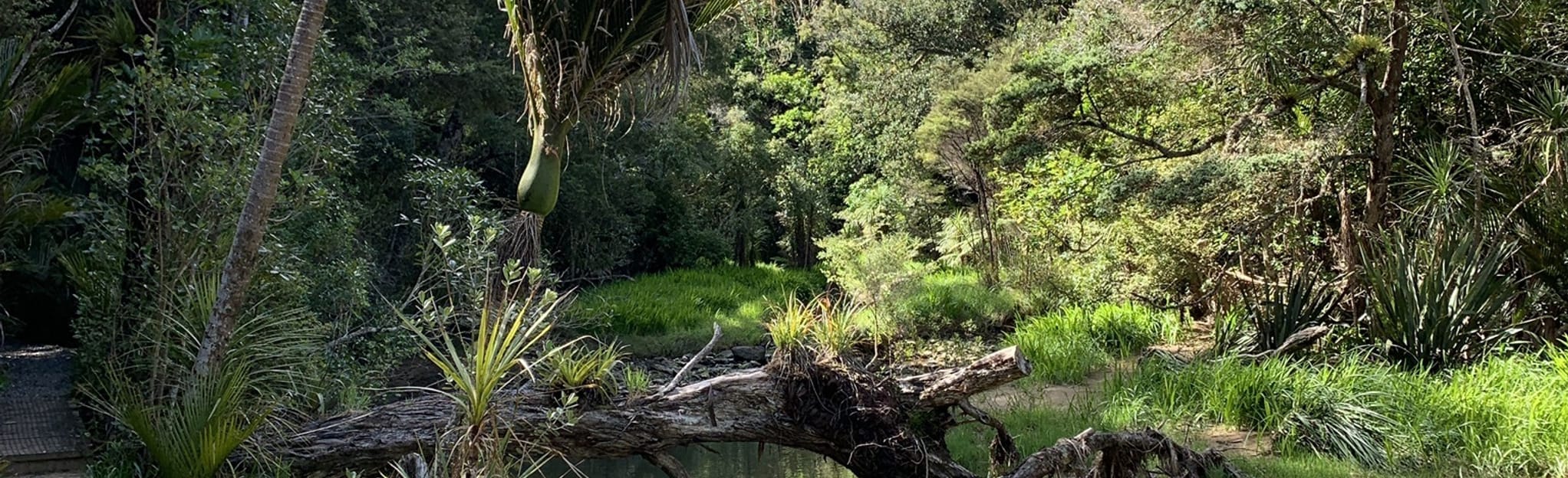 Matheson Bay Bush Walk: 8 Reviews, Map - Auckland, New Zealand | AllTrails