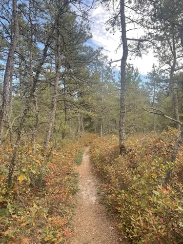 Best 10 Hiking Trails in Myles Standish State Forest | AllTrails