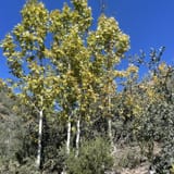 Sunflower Mine OHV Trail, Arizona - 31 Reviews, Map | AllTrails