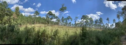 Best Hikes and Trails in Harbison State Forest | AllTrails