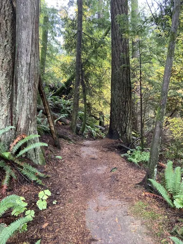Best Lake Trails in Sumas Mountain Regional Park | AllTrails