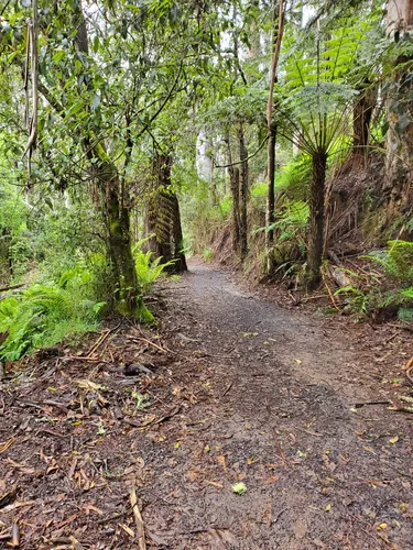 Best Hikes and Trails in Noojee | AllTrails