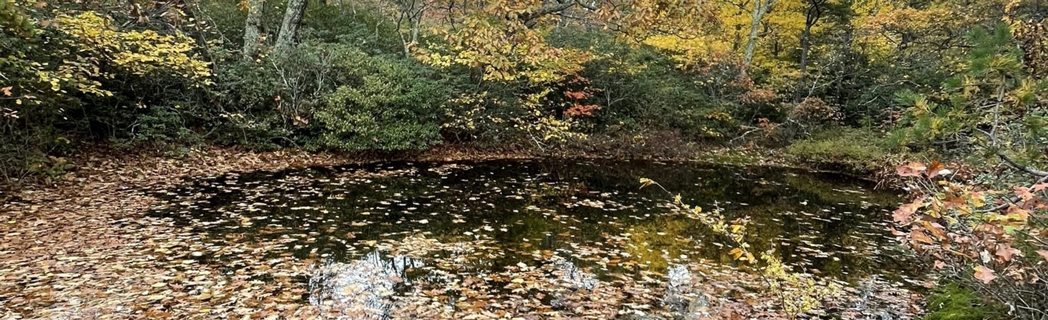 Reddish Knob Trail: 22 Reviews, Map - Virginia | AllTrails