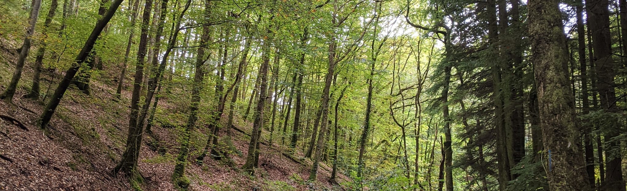 Crychan Forest 20km Circular, Carmarthenshire, Wales - 6 Reviews, Map ...