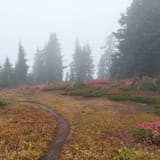 Johnson Ridge Trail, Washington - 235 Reviews, Map | AllTrails