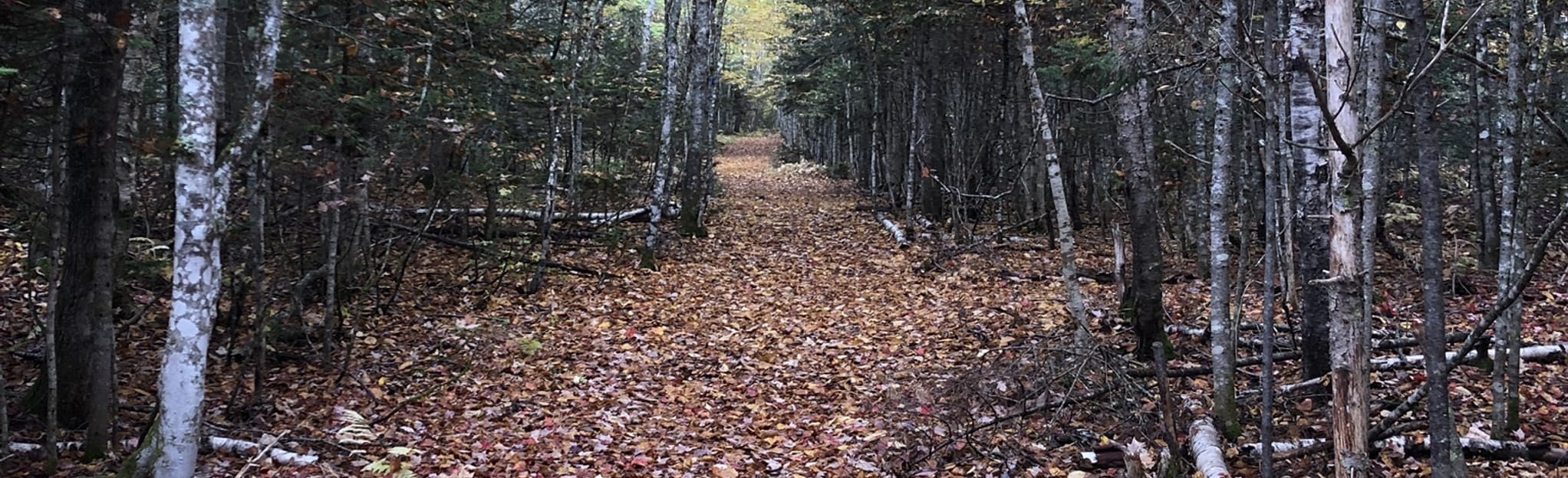 Ogden Brook Loop | Map, Guide - New Brunswick, Canada | AllTrails