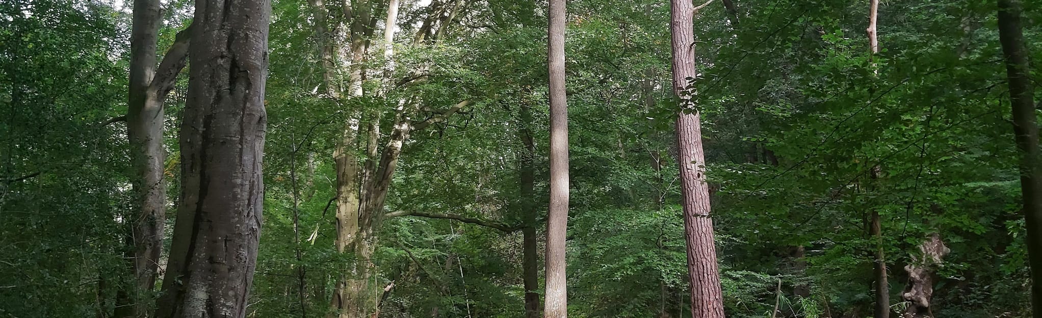 Dipton Mill and Letah Wood Circular: 32 Reviews, Map - Northumberland ...