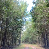 Luther Lake via Blue Trail, Ontario, Canada - 40 Reviews, Map | AllTrails