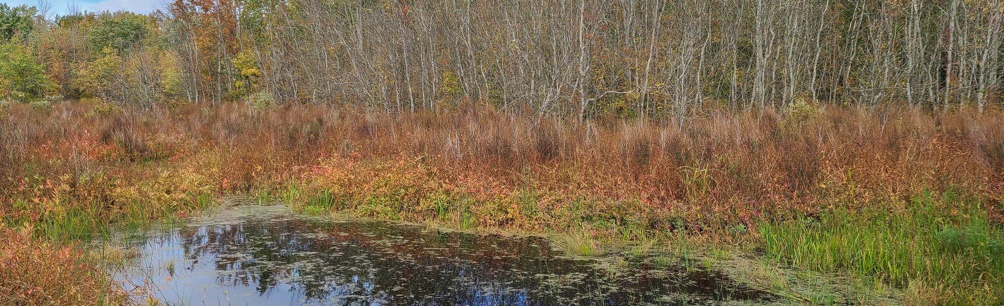 Huckleberry Swamp Nature Trail: 54 Reviews, Map - New York | AllTrails