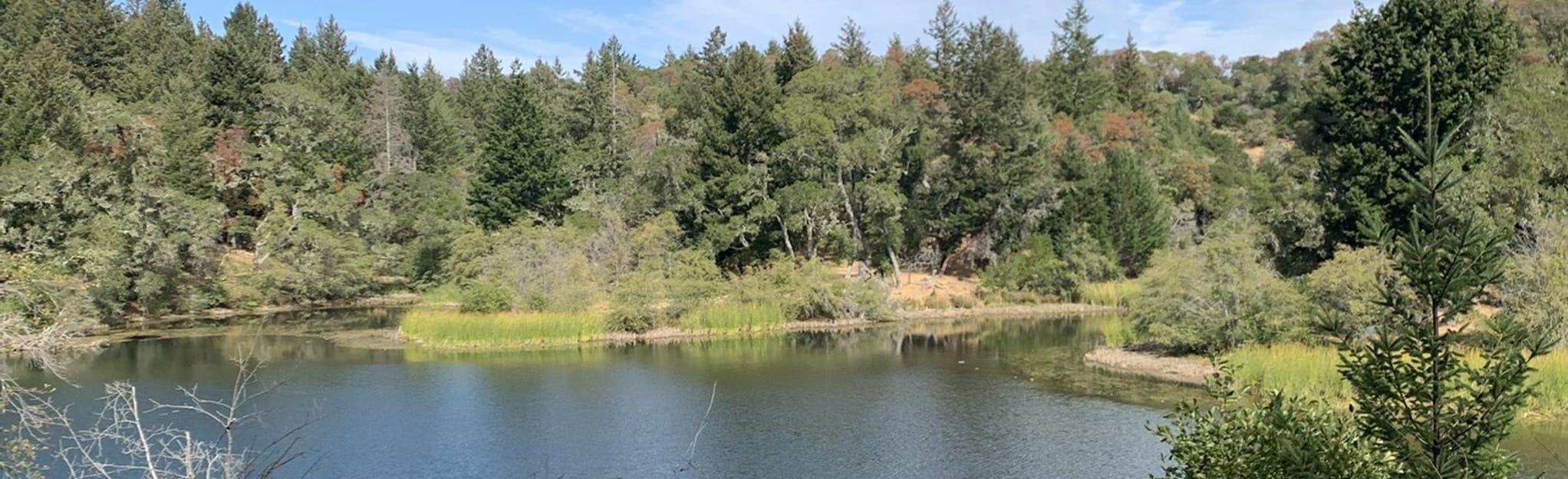 Lake Lagunitas, California - 530 Reviews, Map | AllTrails