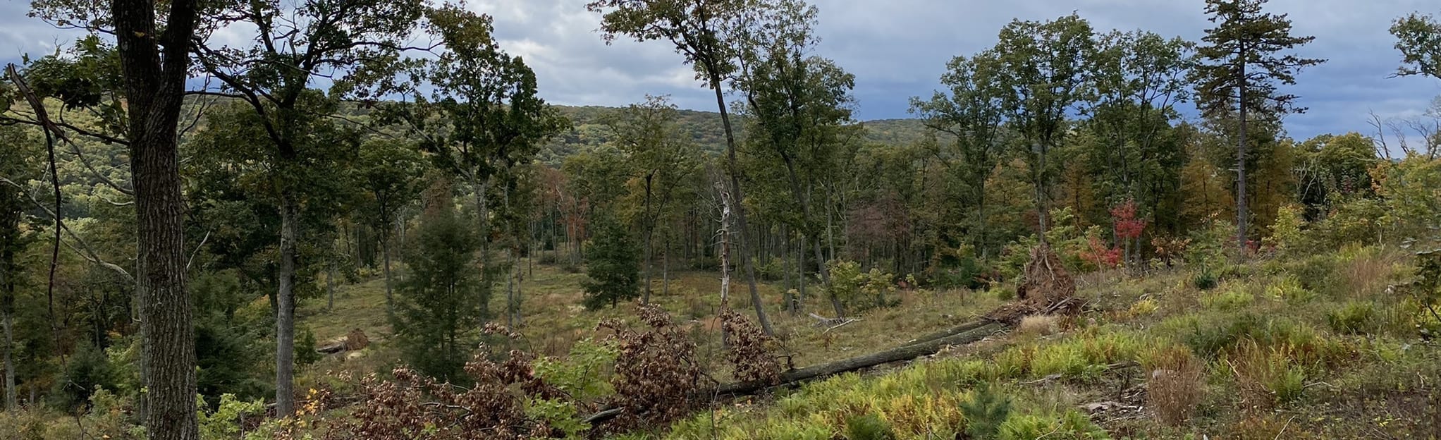 Diamond Trail South Loop, Pennsylvania - 25 Reviews, Map | AllTrails