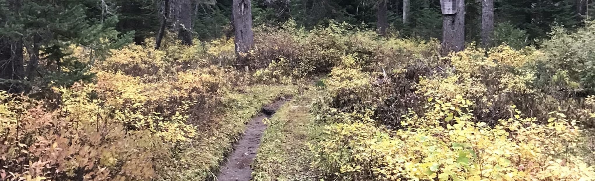 Riley Creek to Crystal Lake, Washington - 34 Reviews, Map | AllTrails