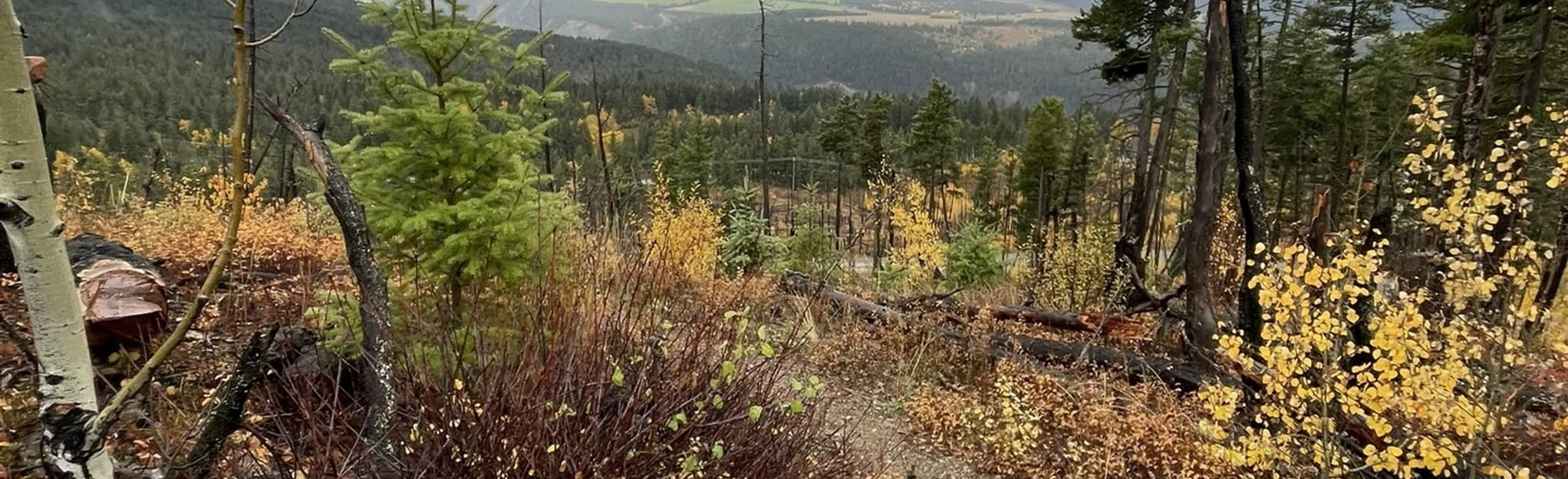 Squiggly Bench Trail: 2 Reviews, Map - British Columbia, Canada | AllTrails