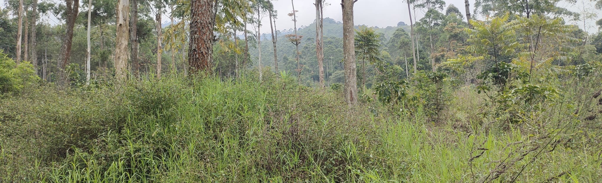 Gunung Malabar Jalur Timur - West Java, Indonesia | AllTrails