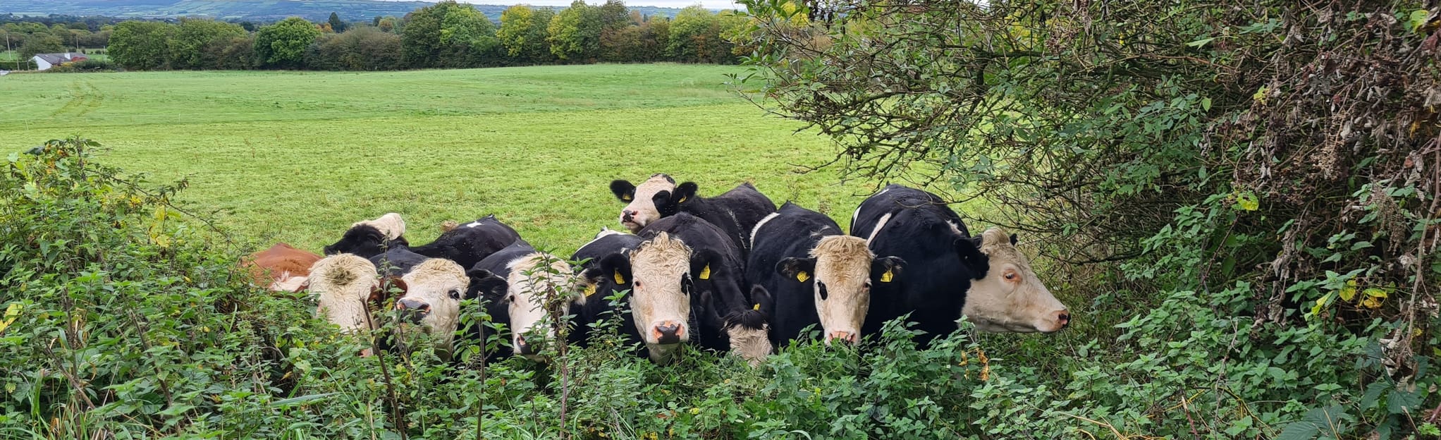 Freshford and Brown's Wood Loop: 27 Reviews, Map - County Kilkenny ...