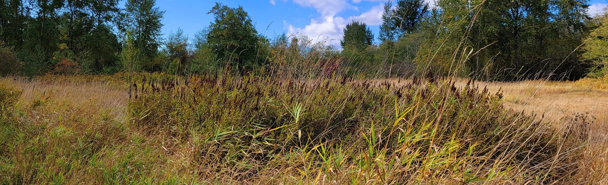 Campbell Valley Park Inner Loop: South Carvolth Access: 46 Reviews, Map ...