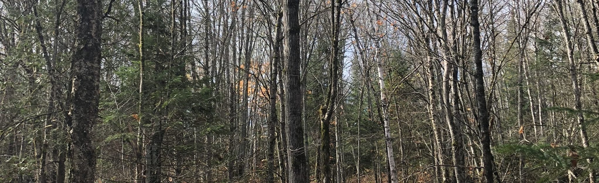 AllTrails | Louis-Philippe de Grandpré Parc Loop: 12 Reviews, Map ...