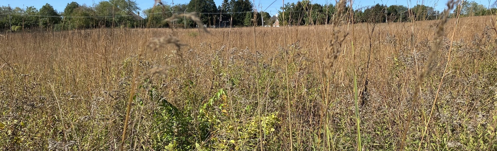 Morton Arboretum: Prairie and Acre Loop: 79 Reviews, Map - Illinois ...