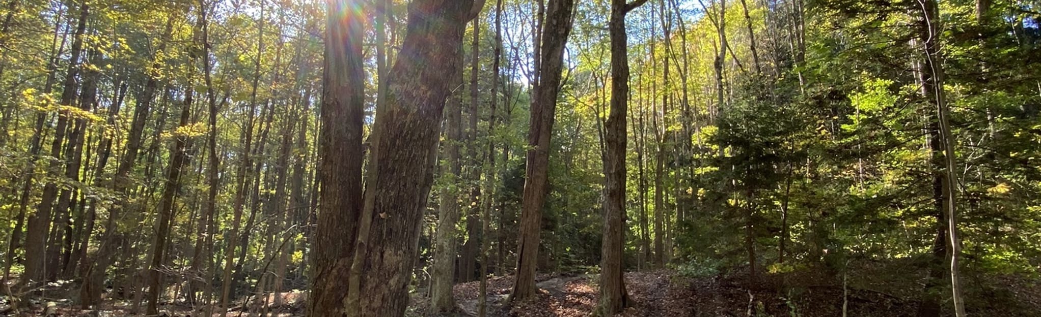 Carriage & Bridle and Horseshoe Loop, Ohio - 39 Reviews, Map | AllTrails