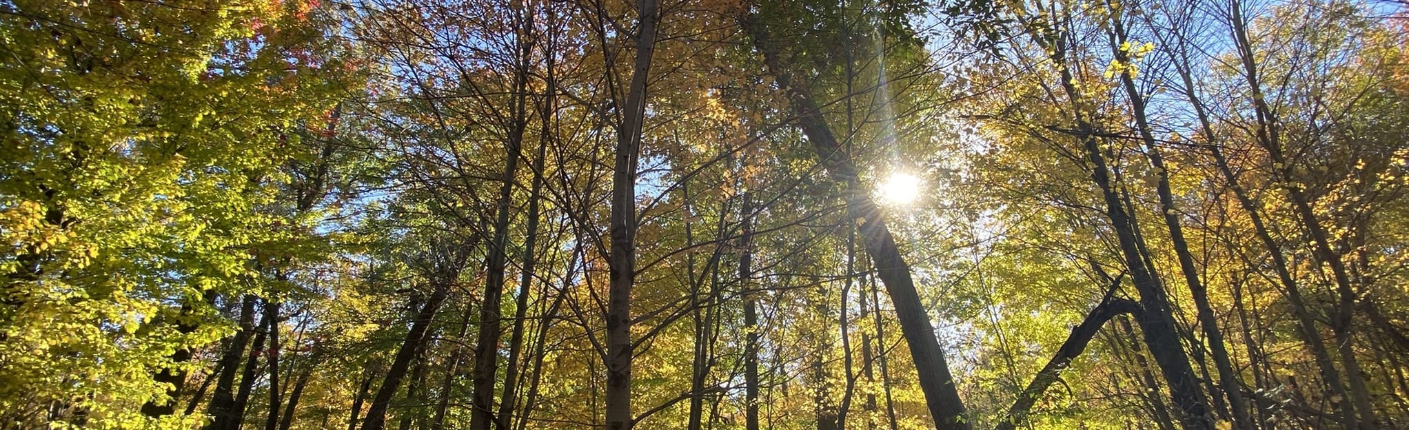 Maple View Preserve Loop, Minnesota - 34 Reviews, Map | AllTrails