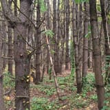 Capen Hill Nature Sanctuary, Massachusetts - 194 Reviews, Map | AllTrails