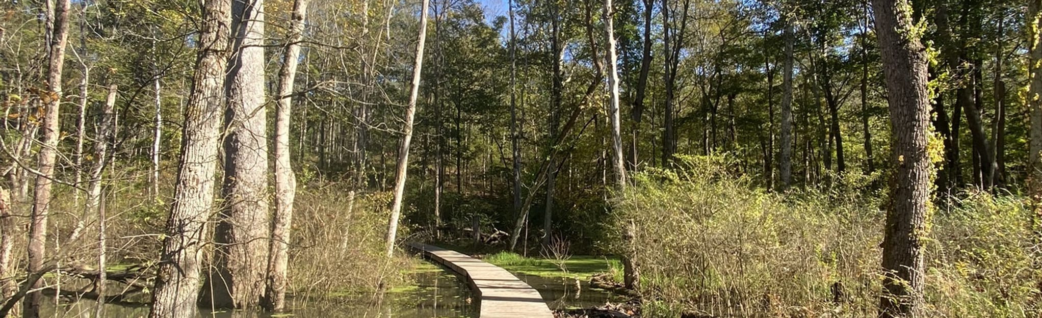 Glen Helen and Pine Forest Loop: 392 Reviews, Map - Ohio | AllTrails