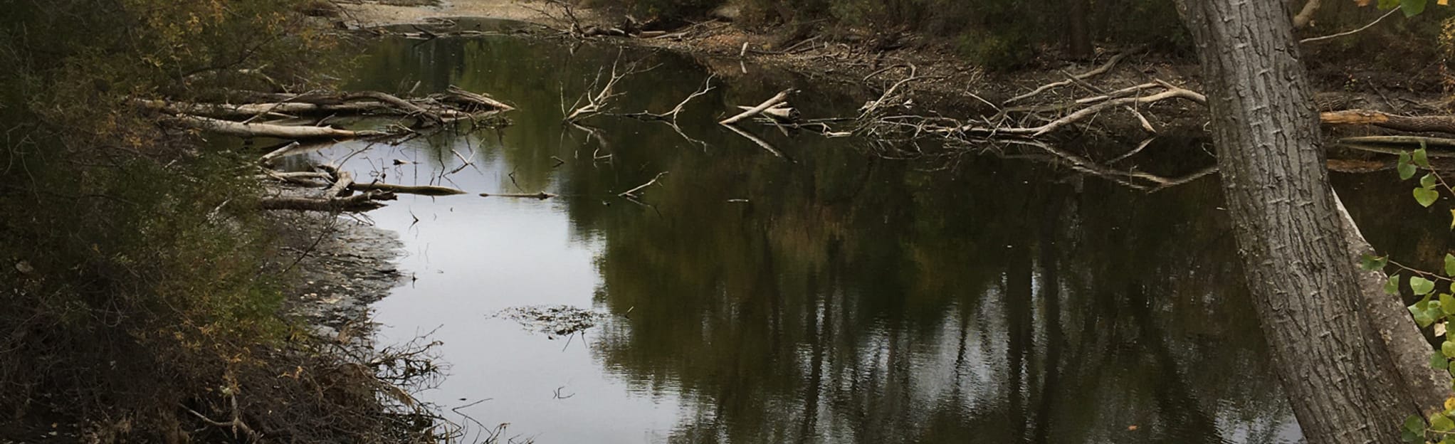 Shadow Cliffs: South Arroyo Trail, California - 52 Reviews, Map | AllTrails