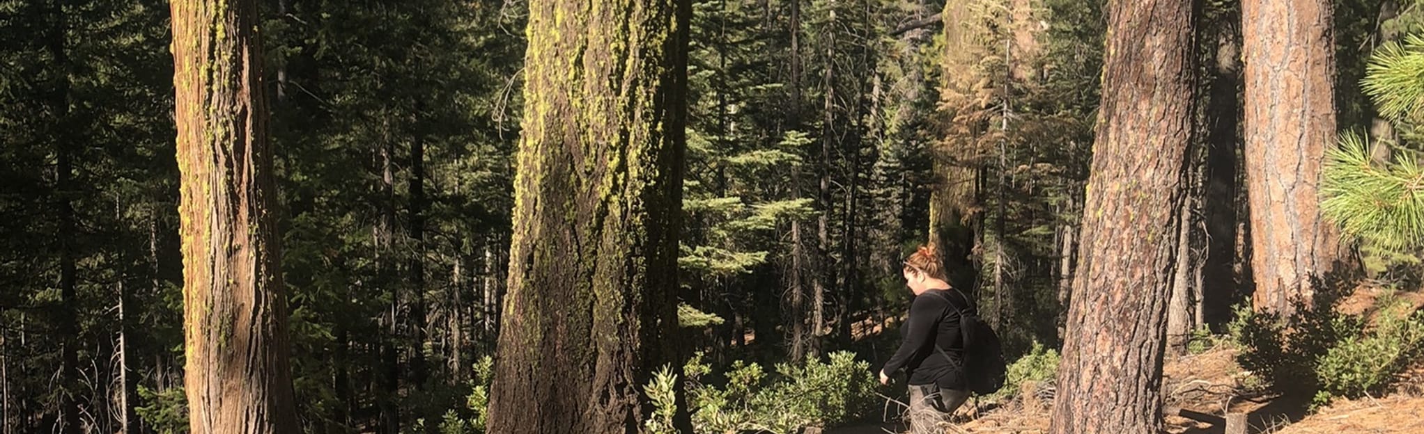 Forest View and Big Trees Nature Trail Loop [CLOSED], California - 42 ...