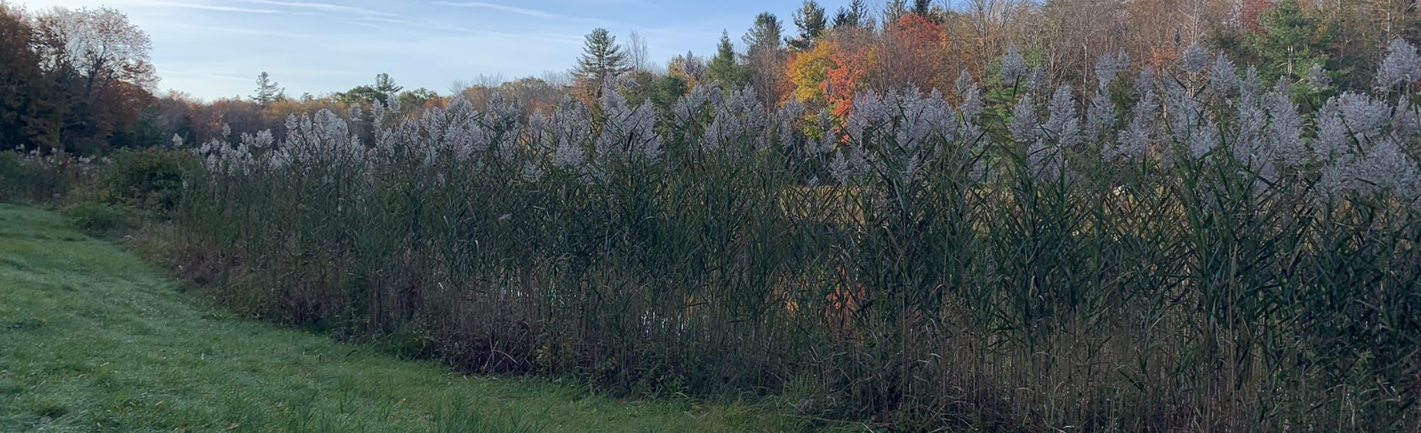 CCC, Corduroy, and HQ Trail, Massachusetts - 16 Reviews, Map | AllTrails