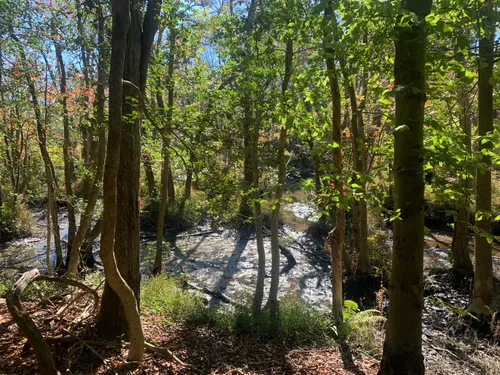 Best Hikes and Trails in Barnes Woods Nature Preserve | AllTrails