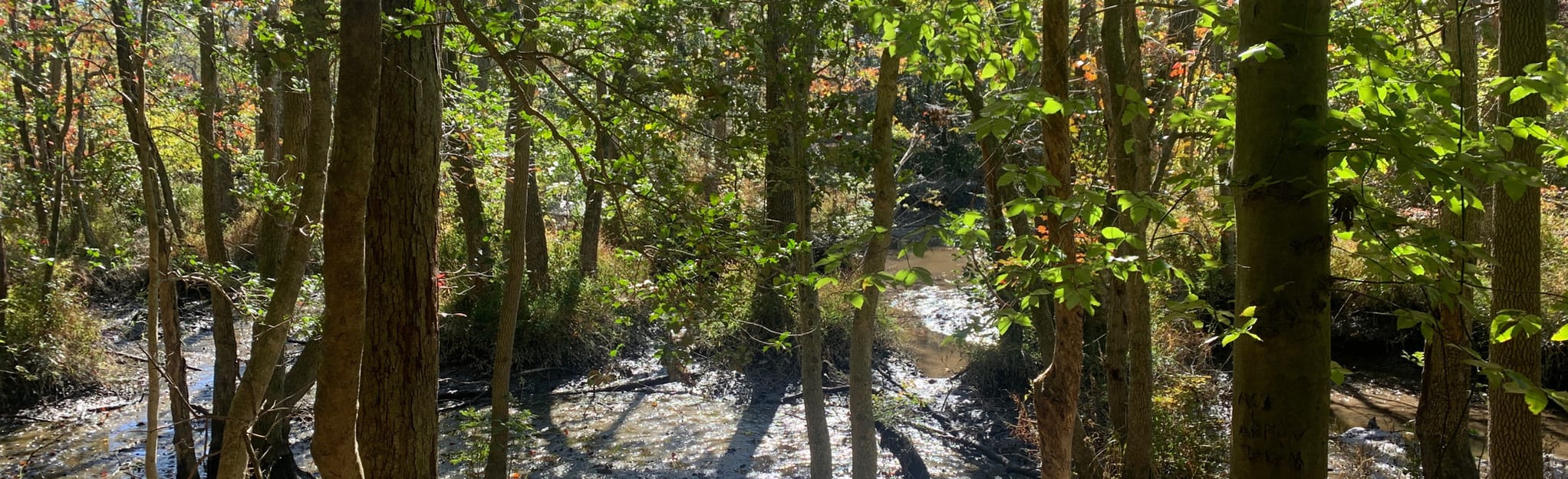 Barnes Woods Nature Preserve Loop: 7 Reviews, Map - Delaware | AllTrails