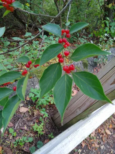Best Hikes and Trails in Upper Roxborough Reservoir Park | AllTrails
