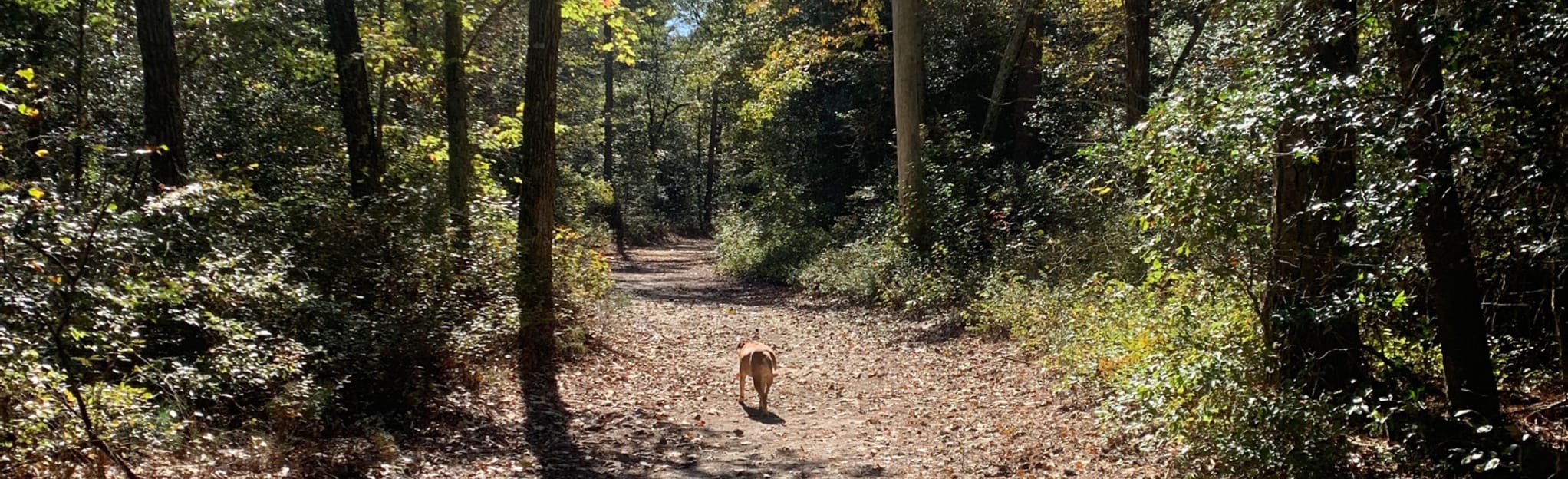 Jester Tract Loop: 51 Reviews, Map - Delaware | AllTrails