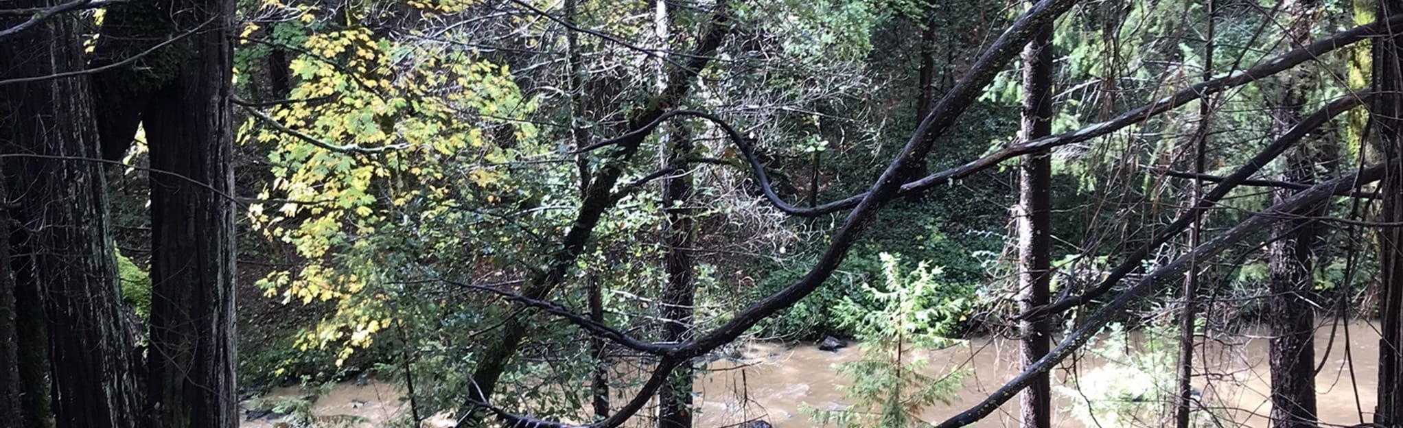 Grass Valley Wolf Creek Trail: 152 Reviews, Map - California | AllTrails