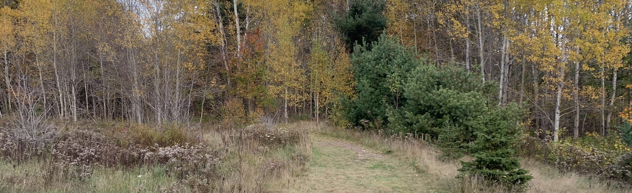 AllTrails | Salt Springs Park Loop: 9 Reviews, Map - Nova Scotia, Canada