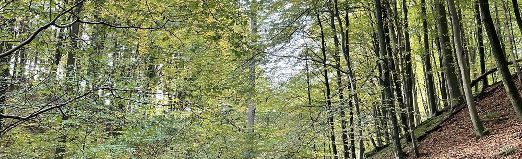 Sønderskoven, Region of Southern Denmark, Denmark - 9 Reviews, Map ...