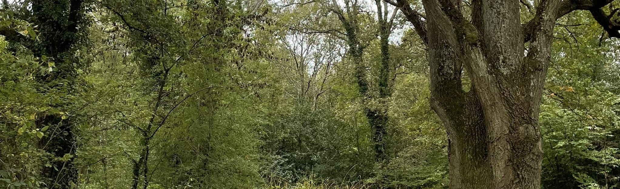 Great Bookham Common Trail - Surrey, England | AllTrails