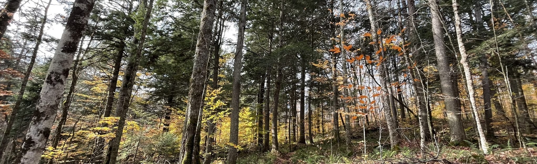 Hoffman Notch Trail | Map, Guide - New York | AllTrails