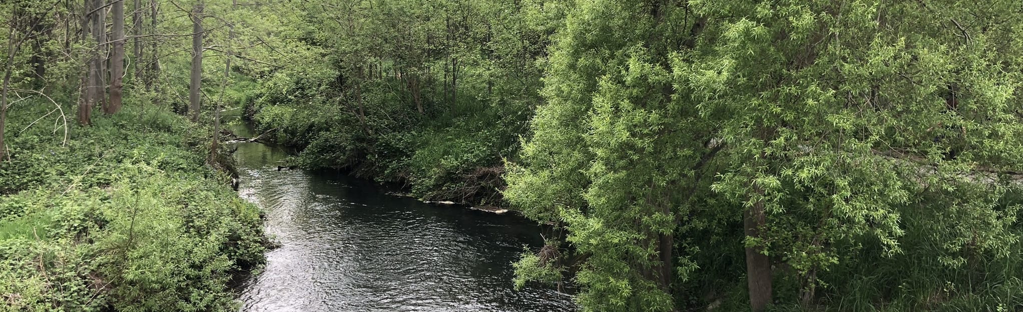 Ashley River Walk, Canterbury, New Zealand - 12 Reviews, Map | AllTrails