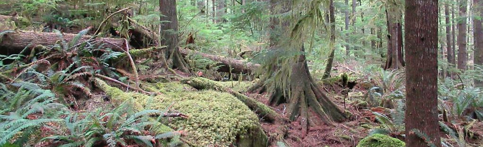 Big Cedar Trail: 10 Reviews, Map - British Columbia, Canada | AllTrails