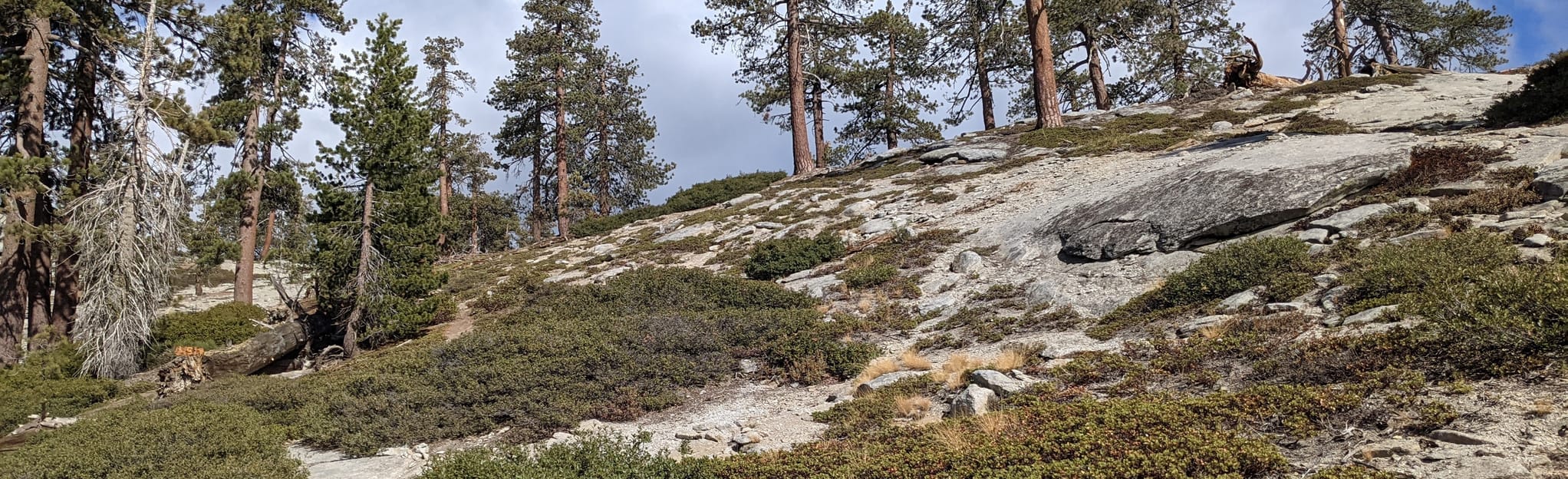 Bald Mountain Trail: 302 Reviews, Map - California | AllTrails