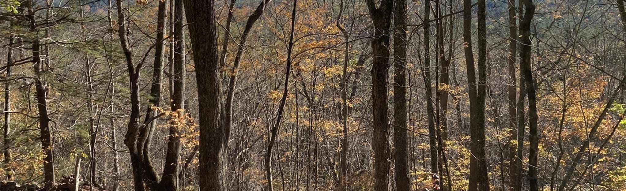 Swift River Yellow Loop: 368 Reviews, Map - Massachusetts | AllTrails